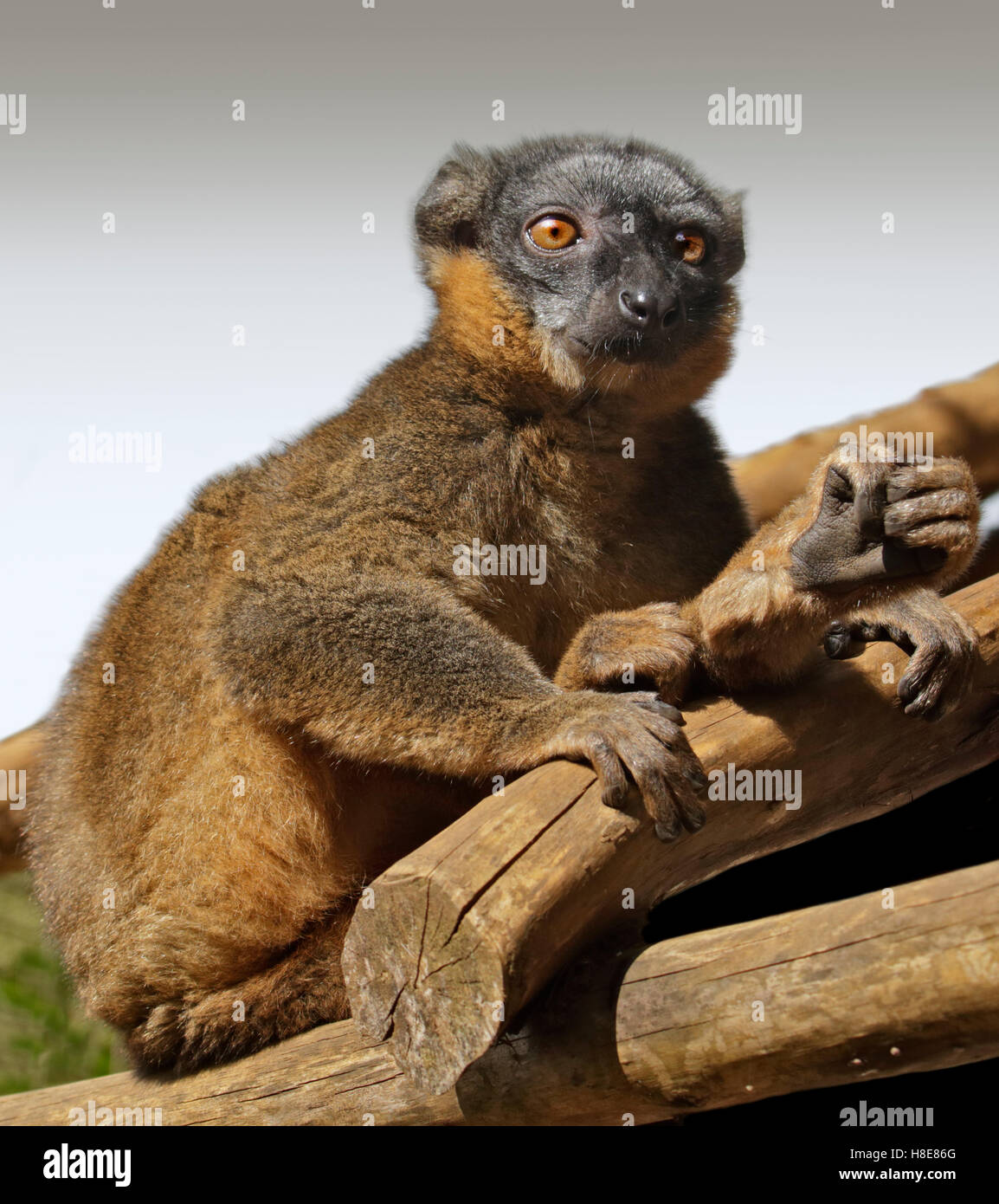 Brown collared lemur hi-res stock photography and images - Alamy