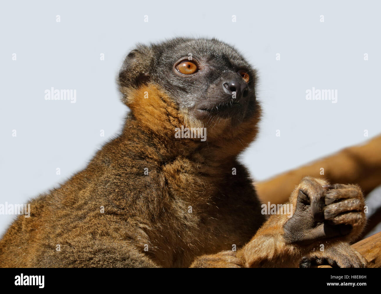 Collared brown lemur hi-res stock photography and images - Alamy