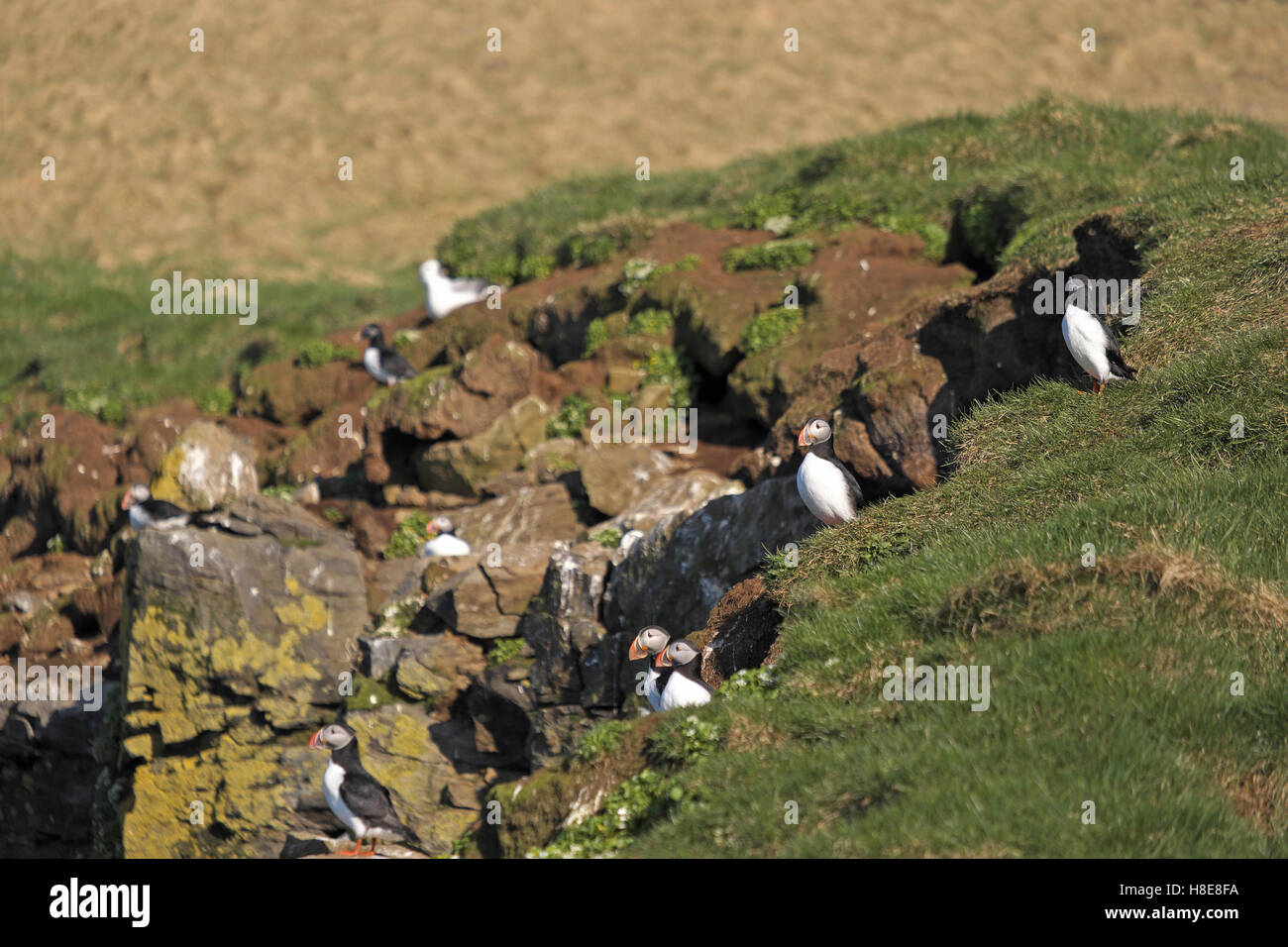 Puffin (Fratercula arctica) outside their burrows on a cliff, island of ...