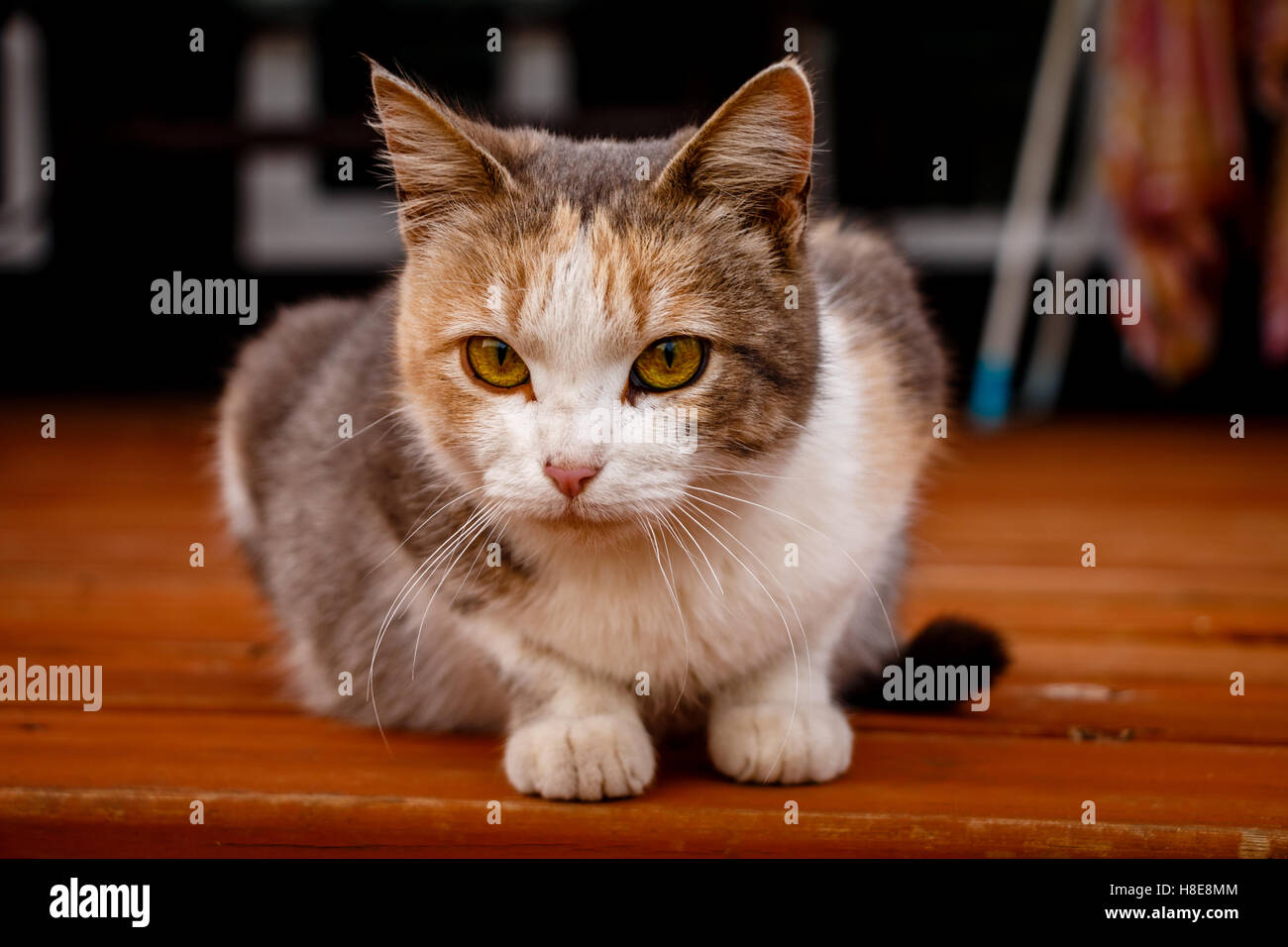Cat deck hi-res stock photography and images - Alamy