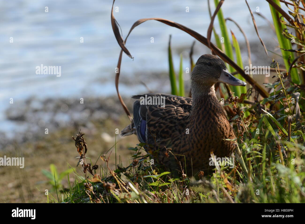 Female mallard duck with purple feathers hi-res stock photography and ...