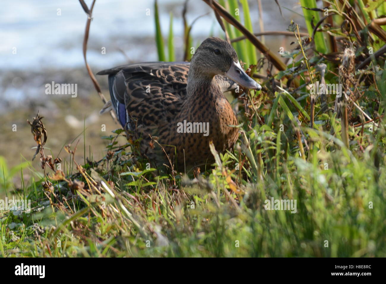 Female mallard duck with purple feathers hi-res stock photography and ...