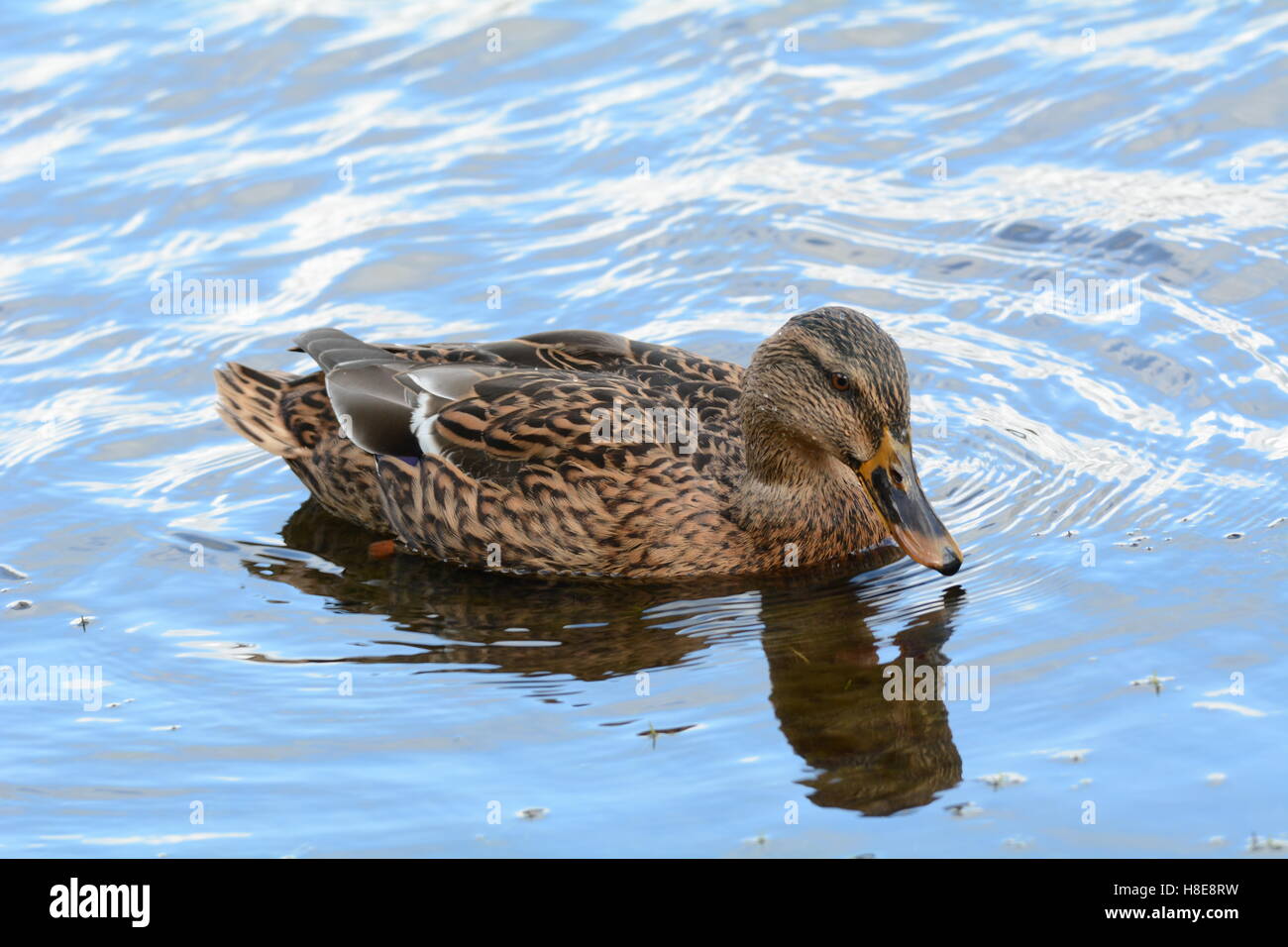 Female mallard duck with purple feathers hi-res stock photography and ...