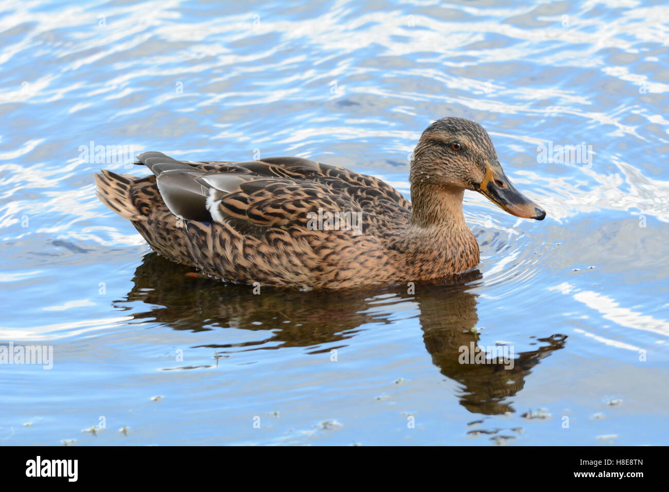 Female mallard duck with purple feathers hi-res stock photography and ...
