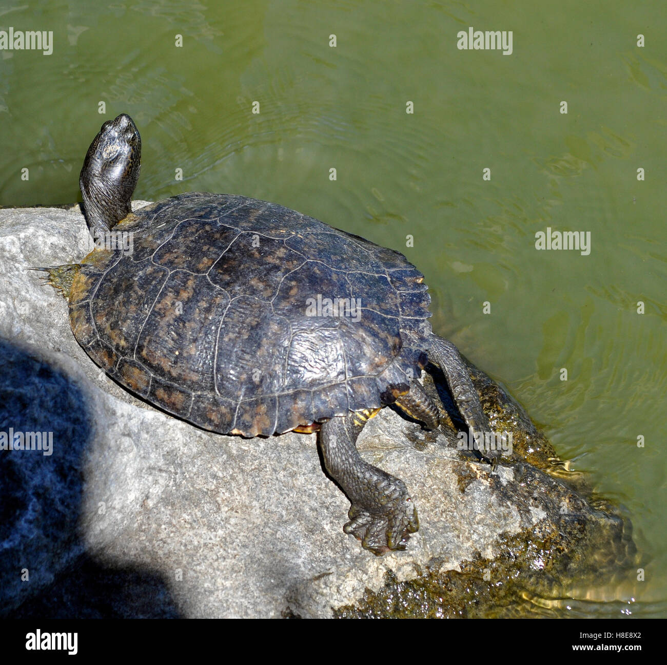 water Turtle, San francisco, California, USA Stock Photo - Alamy