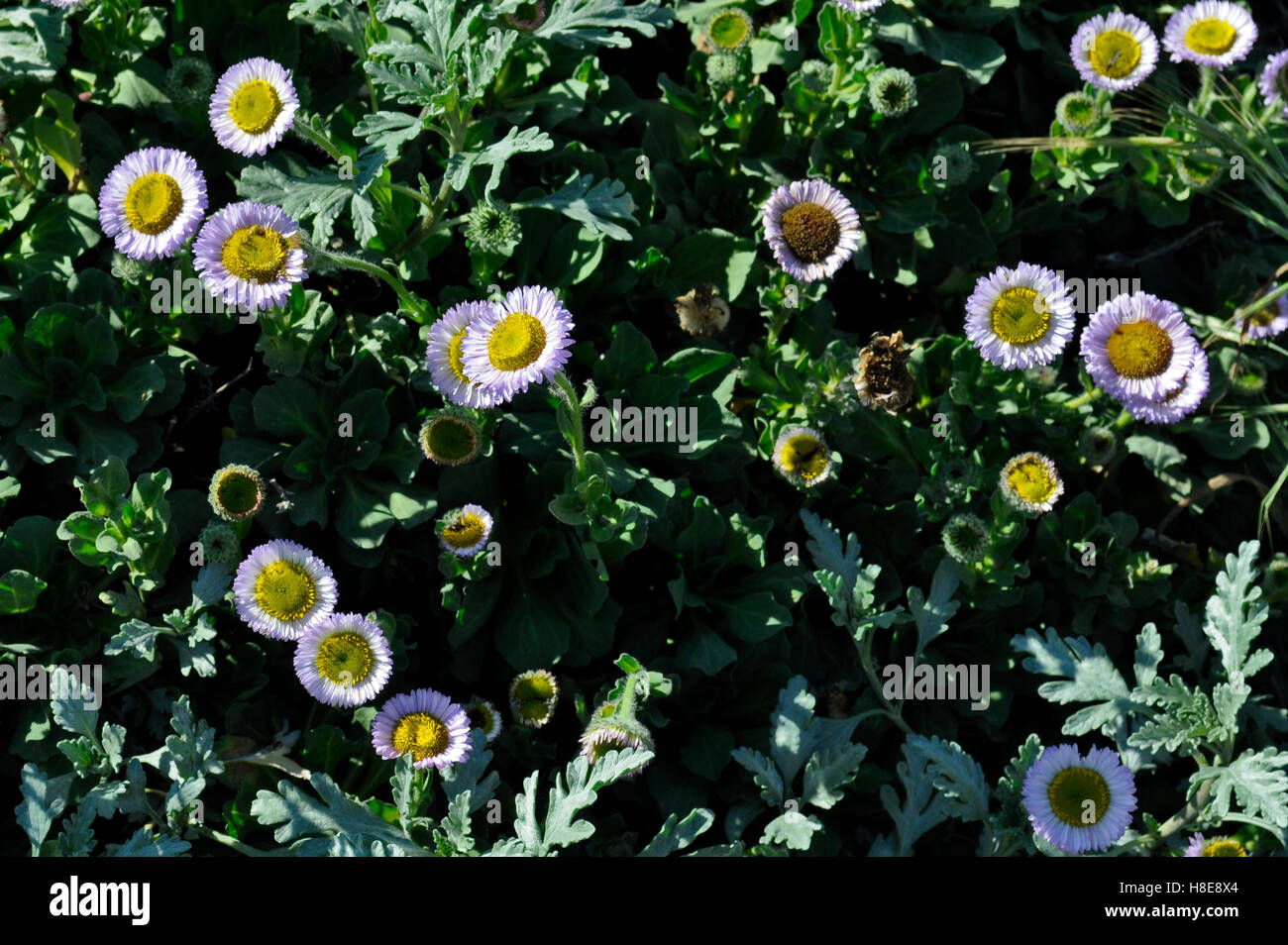 Seaside daisies, Erigeron glaucus, San Francisco, California, USA Stock ...