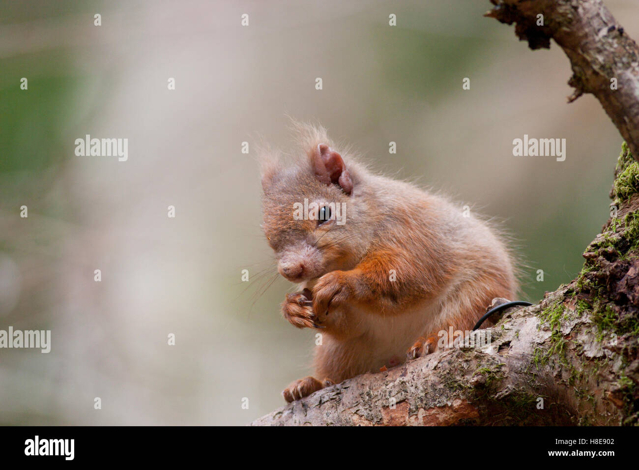 Red Squirrel Sciurus Vulgaris With Signs Of Squirrel Leprosy