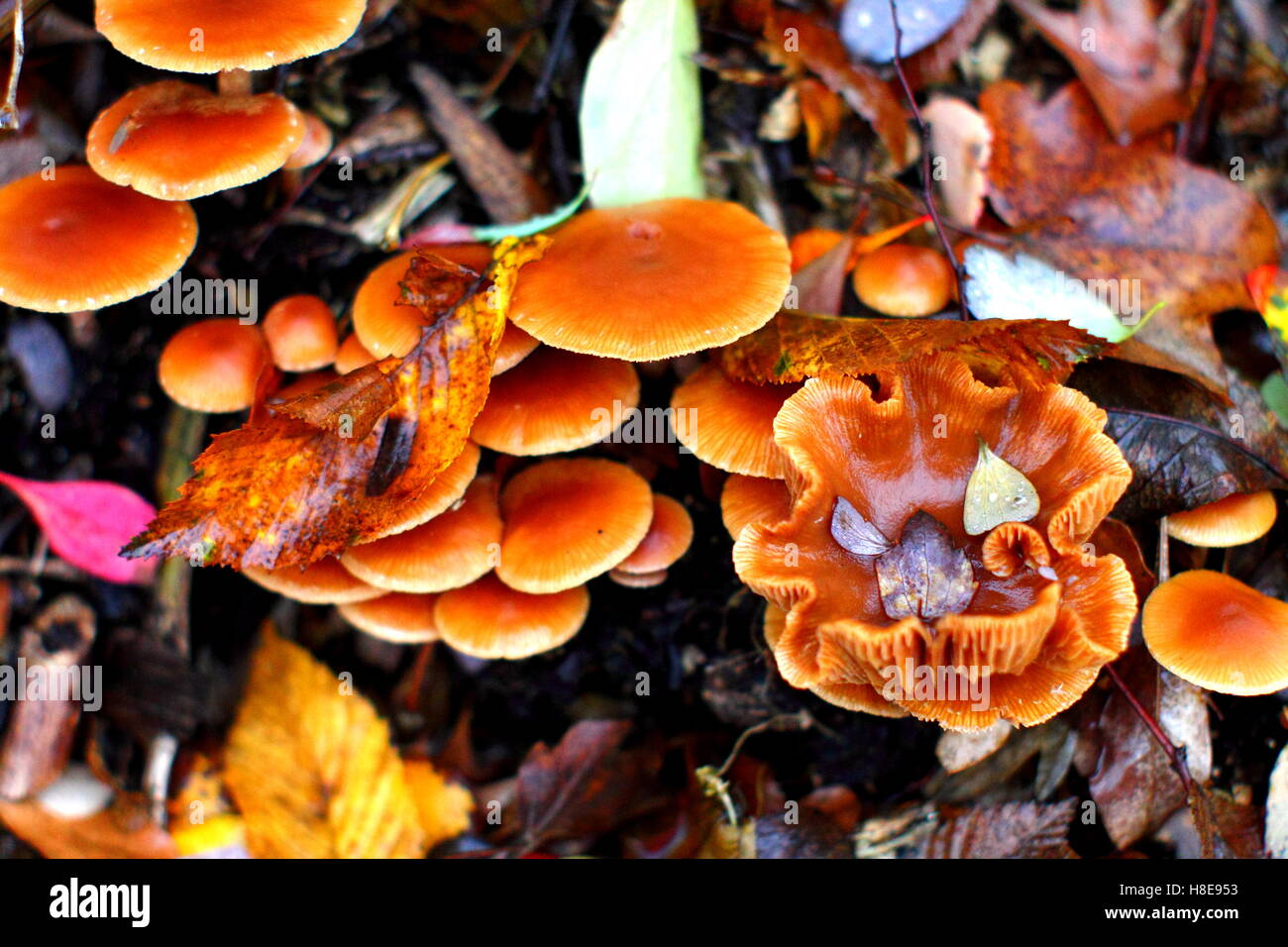 Fall scene with orange mushrooms and fallen leaves Stock Photo - Alamy