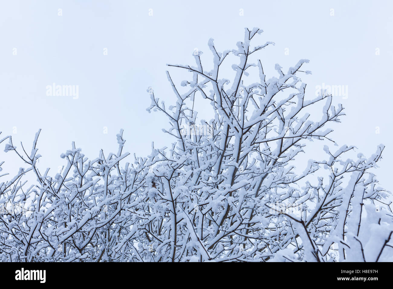 Tree top branches hi-res stock photography and images - Alamy