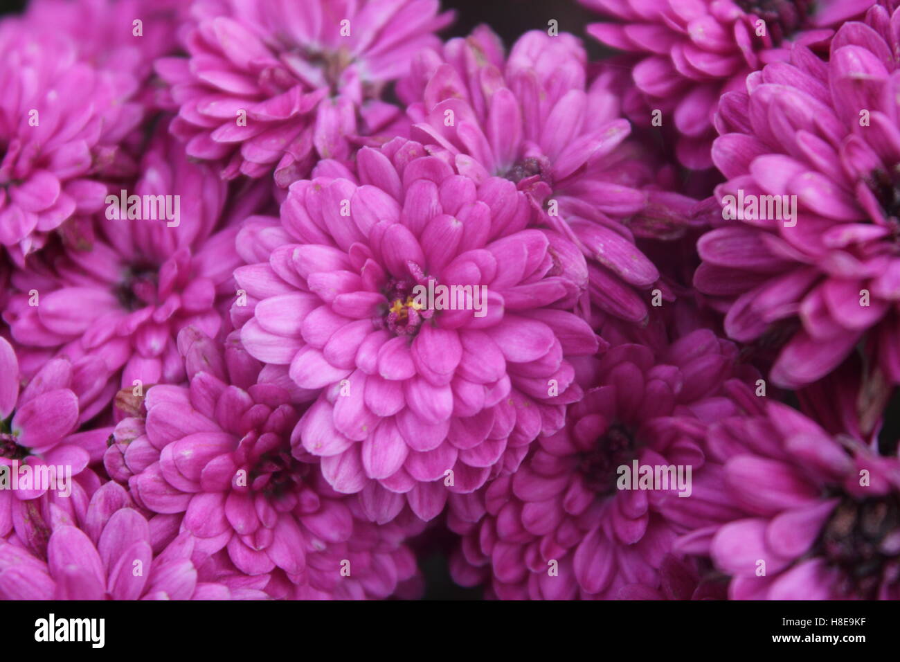 Pink Fall Flower Stock Photo - Alamy