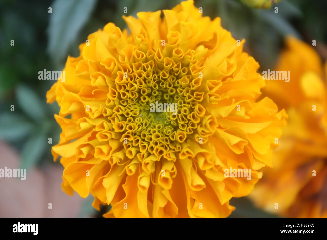Yellow Fall Flower Stock Photo - Alamy