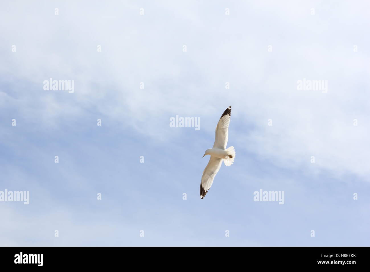 Bird flight sun hi-res stock photography and images - Alamy