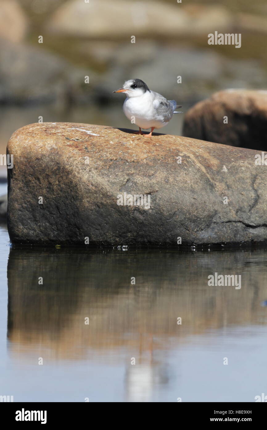 Young arctic tern sitting on a rock with reflection in water Stock ...