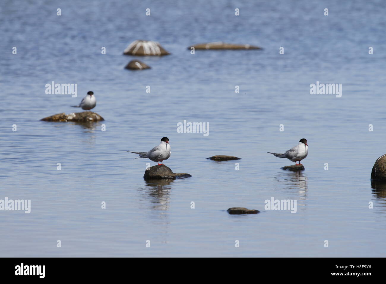 Black migration from south to north hi-res stock photography and images ...