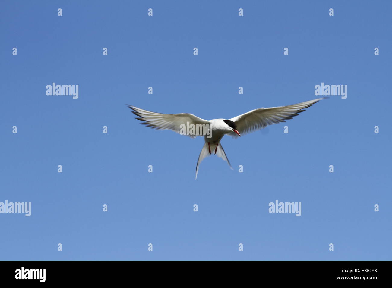 Arctic tern (Sterna Paradisaea) with wings outstretched with blue skies ...