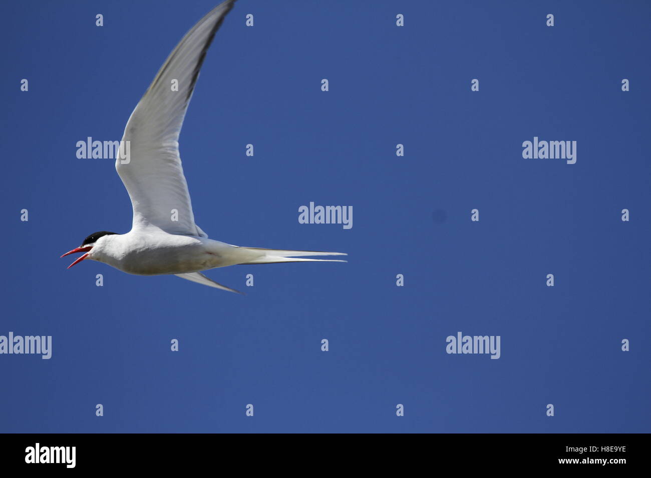 Arctic tern (Sterna Paradisaea) with wings outstretched with blue skies ...
