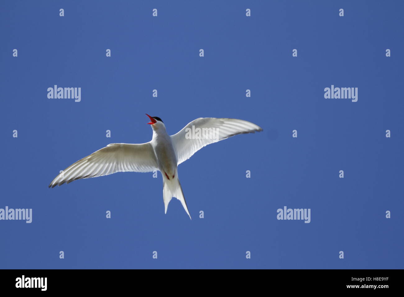Arctic tern (Sterna Paradisaea) with wings outstretched with blue skies ...