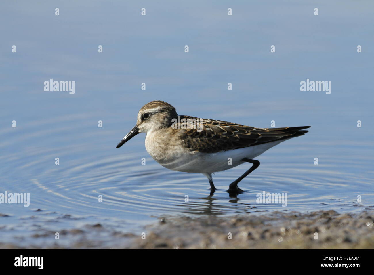 Semipalmated sandpiper wading in water along arctic shoreline Stock ...