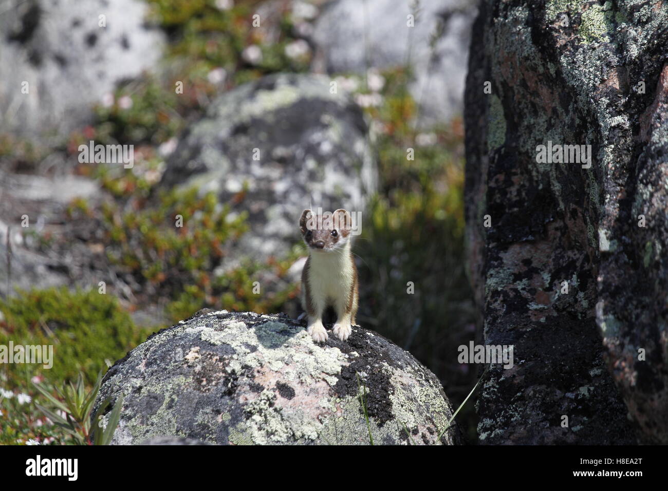 Adorable stoat or short-tailed weasel standing on a rock while staring ...
