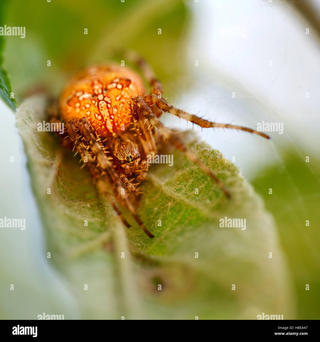 Wrapped up in a spider web hi-res stock photography and images - Alamy