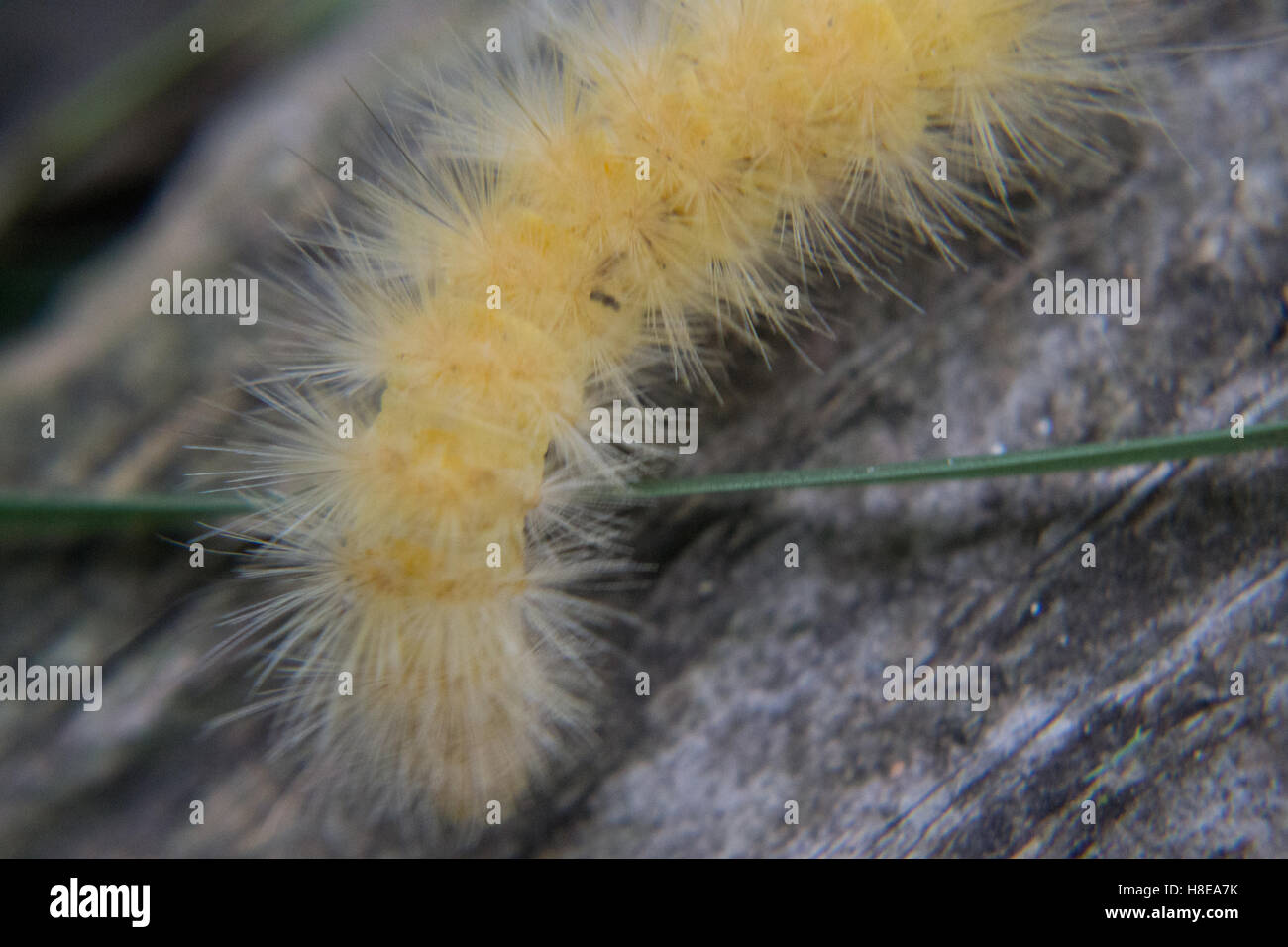 Fuzzy caterpillar hi-res stock photography and images - Alamy