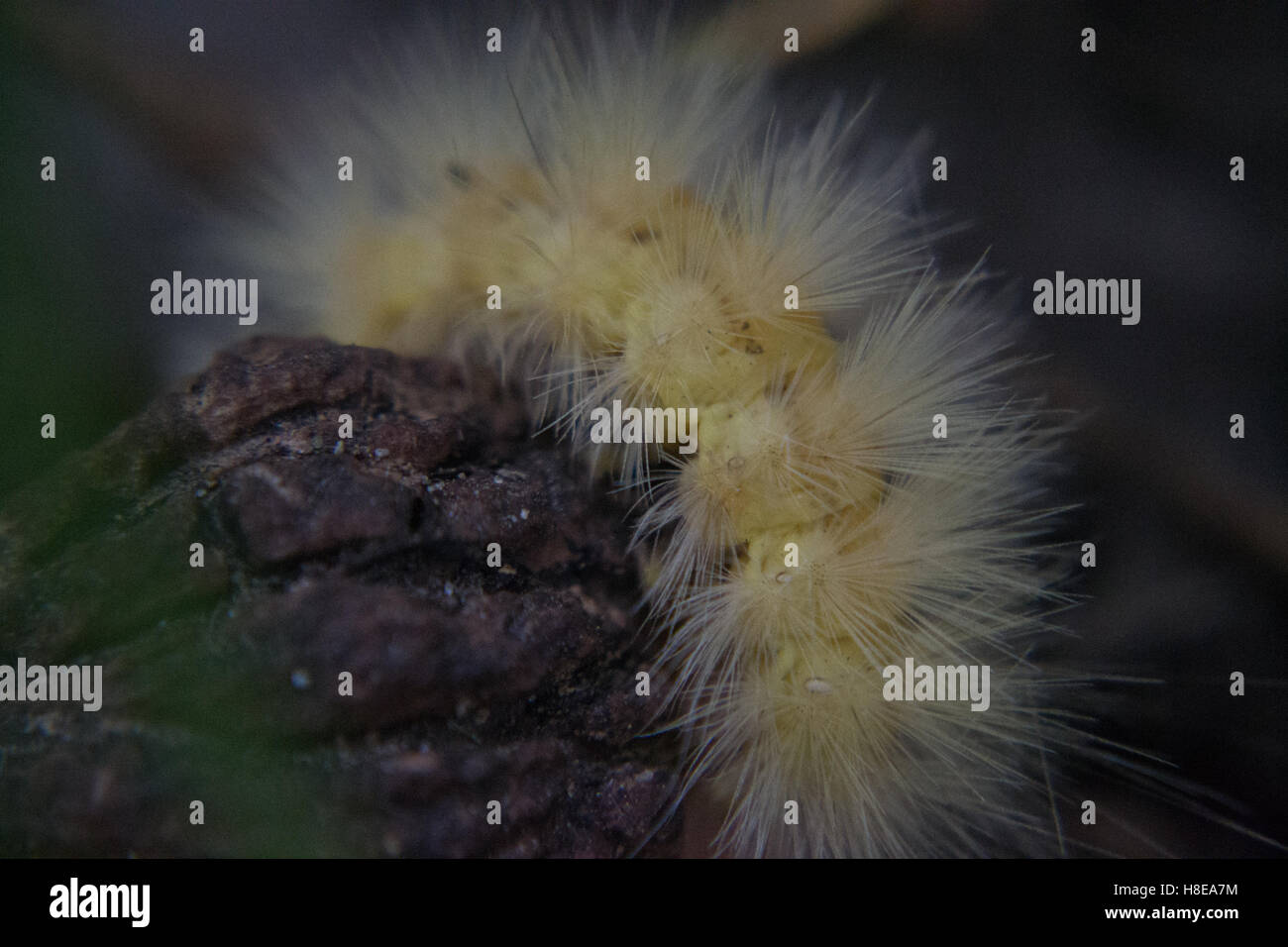 Fuzzy Butterfly High Resolution Stock Photography and Images - Alamy