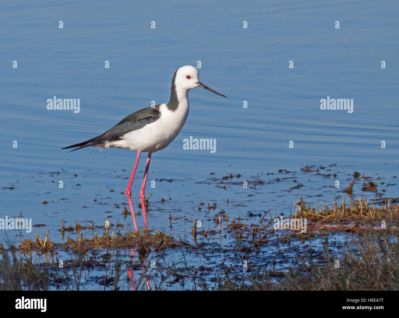 The Black-winged Stilt, Common Stilt or Pied Stilt (Himantopus ...