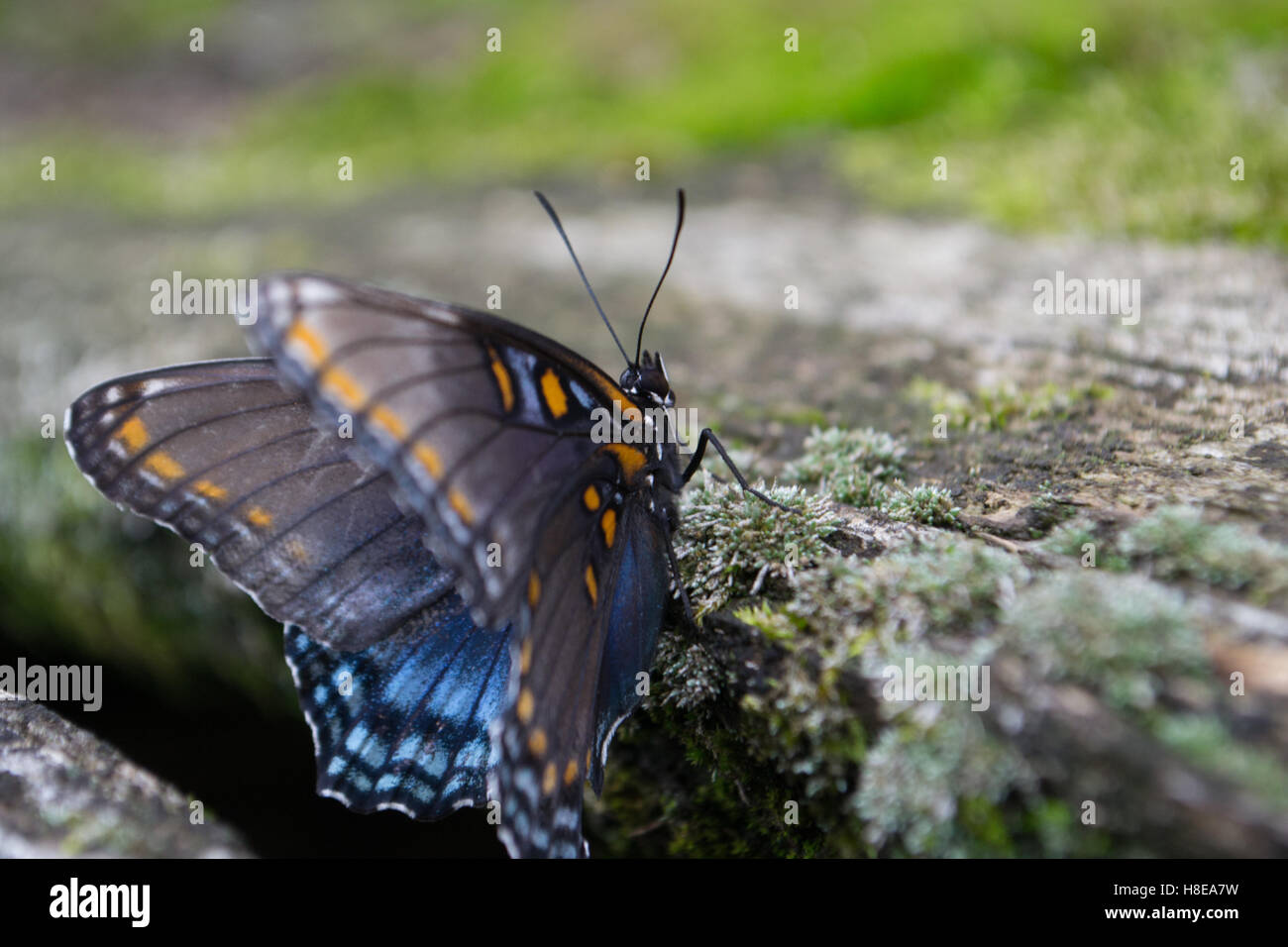 Caterpillar float hi-res stock photography and images - Alamy