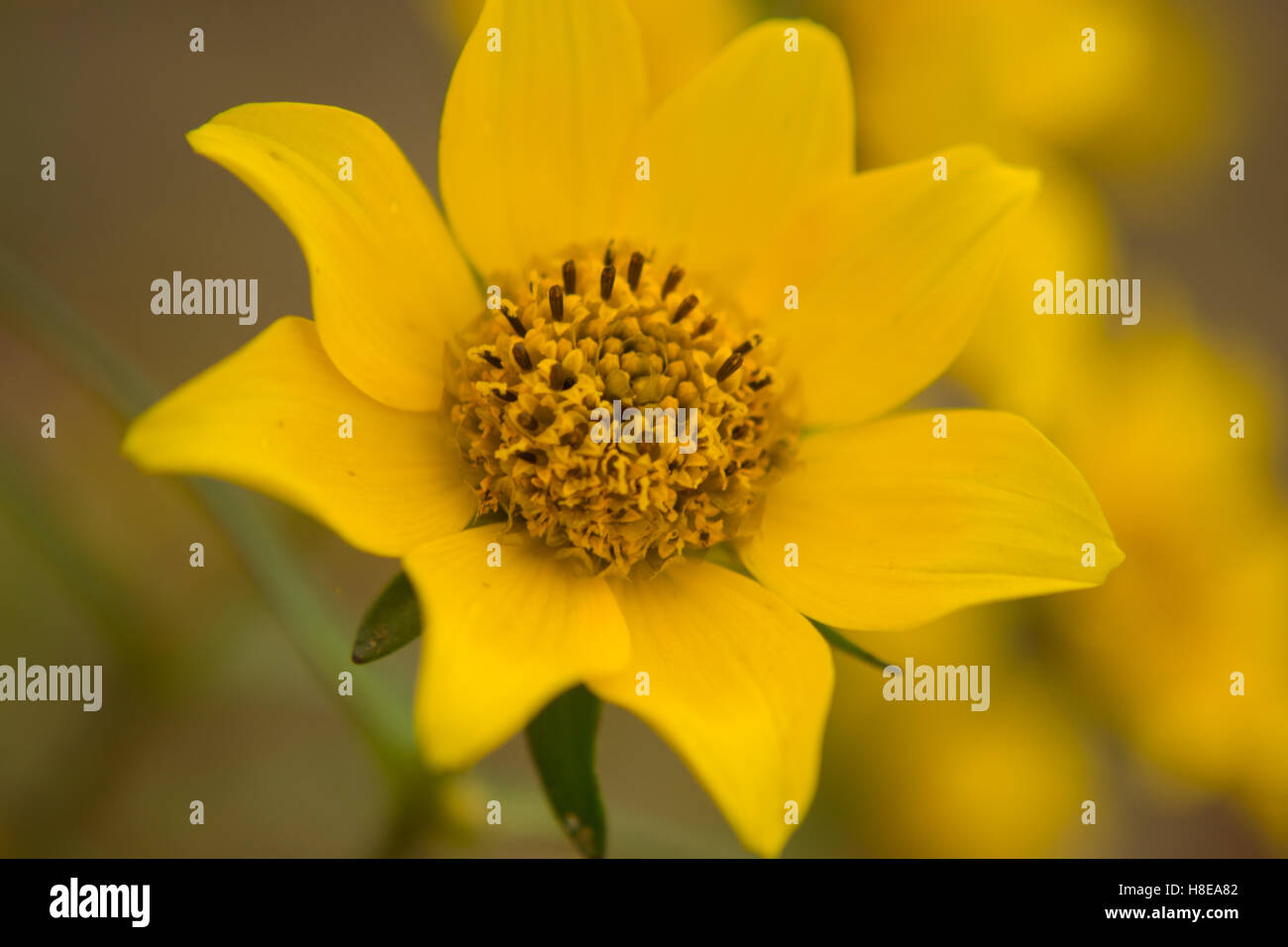 Small sunflower plant hi-res stock photography and images - Alamy