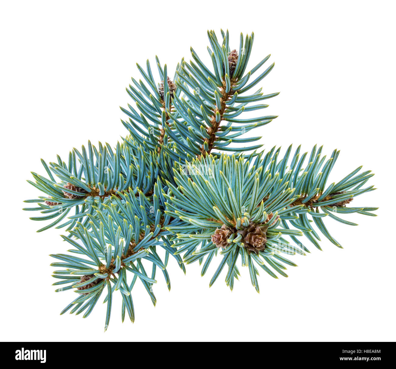 fir tree isolated on white background Stock Photo - Alamy