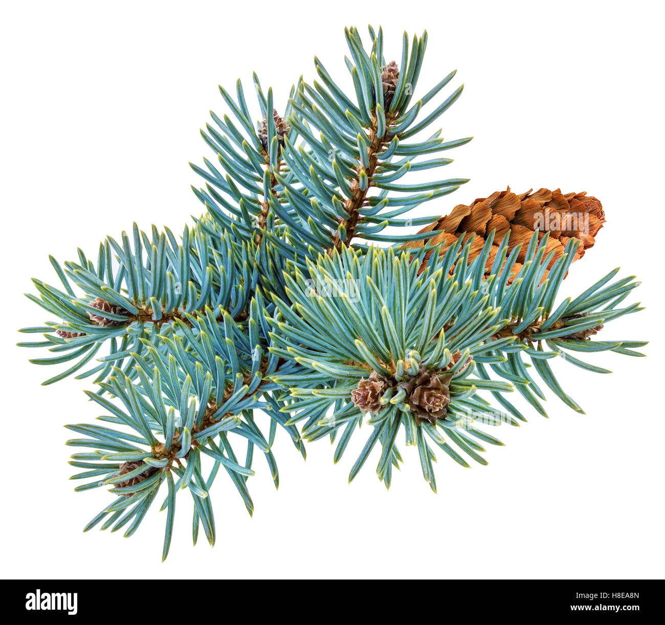 fir tree isolated on white background Stock Photo - Alamy