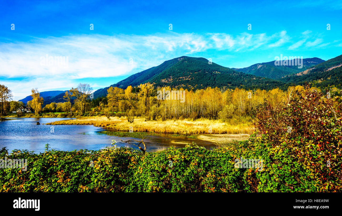 Fall Colors around Nicomen Slough, a branch of the Fraser River, as it ...