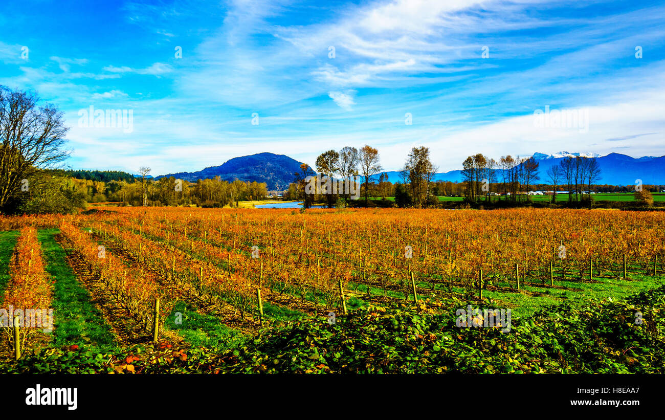 Straight rows hi-res stock photography and images - Alamy