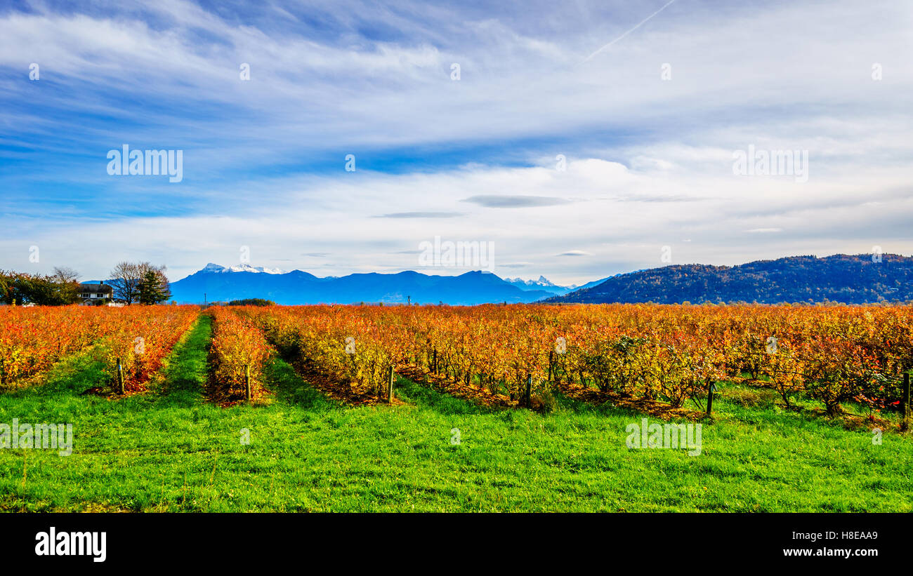 Fall Colors of straight Rows of Blueberry Plants in Farmer Fields in ...