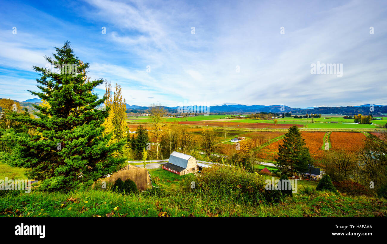 Fall colors of the Blueberry Fields in Glen Valley in the Fraser Valley ...