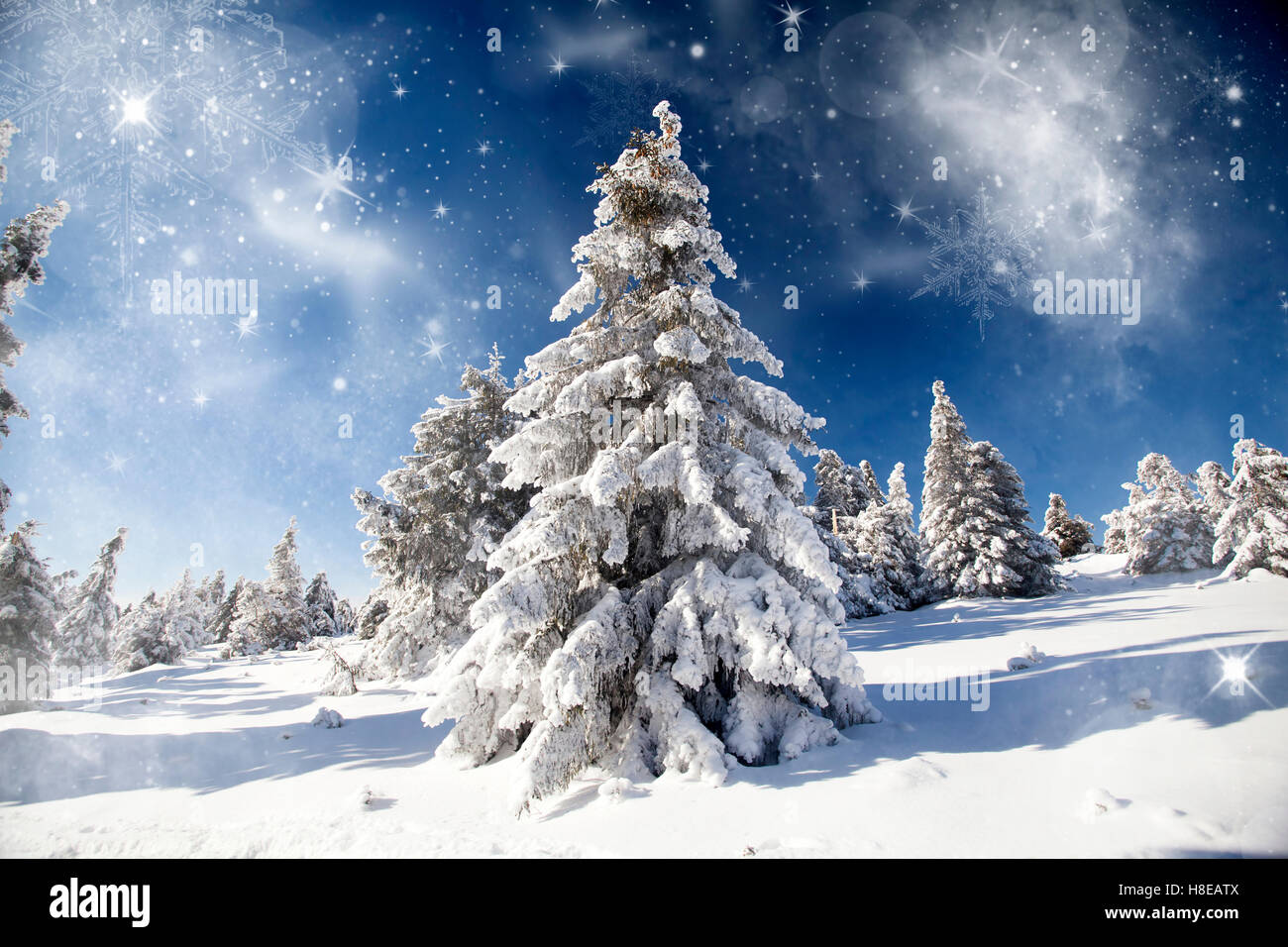 Snowfall in the mountains - Christmas forest background Stock Photo - Alamy