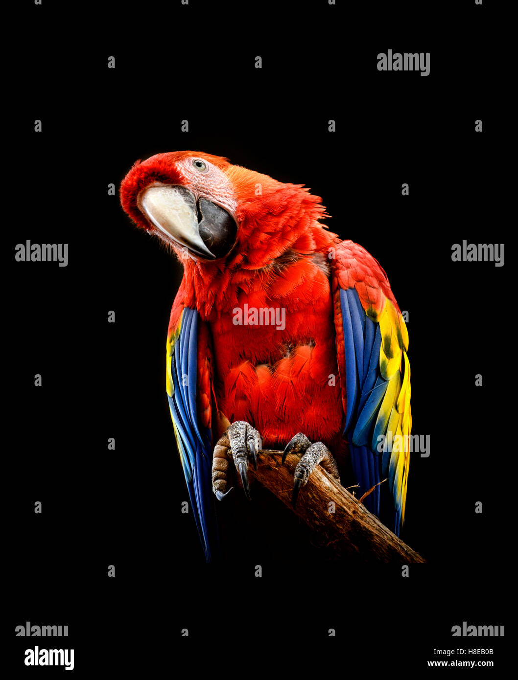 Scarlet macaw head hi-res stock photography and images - Alamy