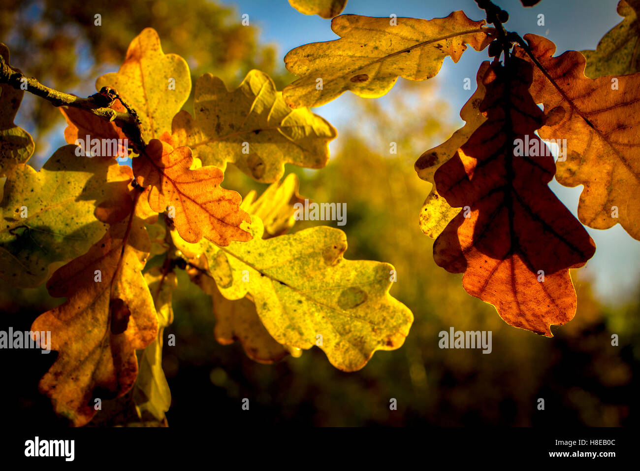 Fall in the forest. Shot in Denmark Stock Photo - Alamy