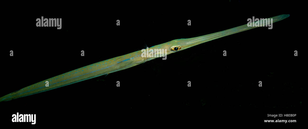 Cornet fish at night Stock Photo - Alamy