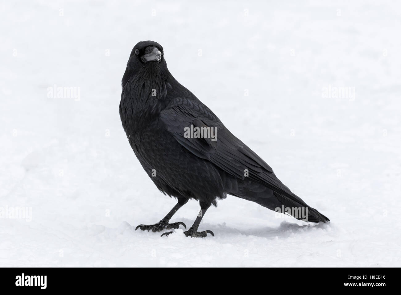 Raven Snow High Resolution Stock Photography and Images - Alamy