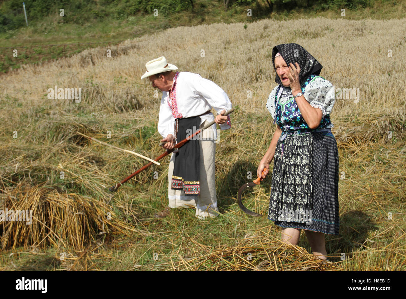 Traditional harvest in Slovakia Stock Photo - Alamy