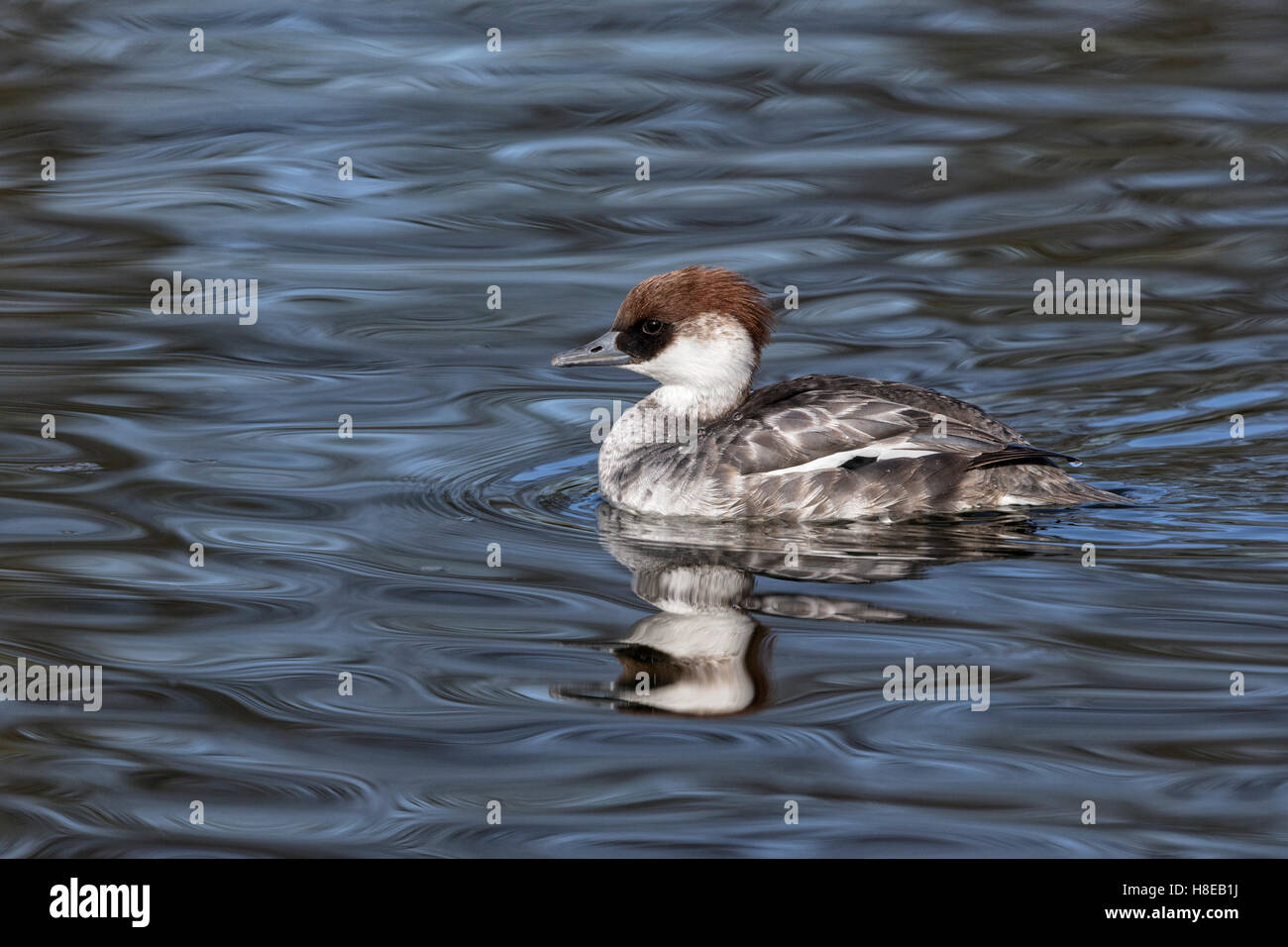 Smew - female Stock Photo - Alamy