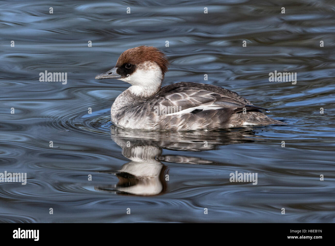 Smew duck hi-res stock photography and images - Alamy