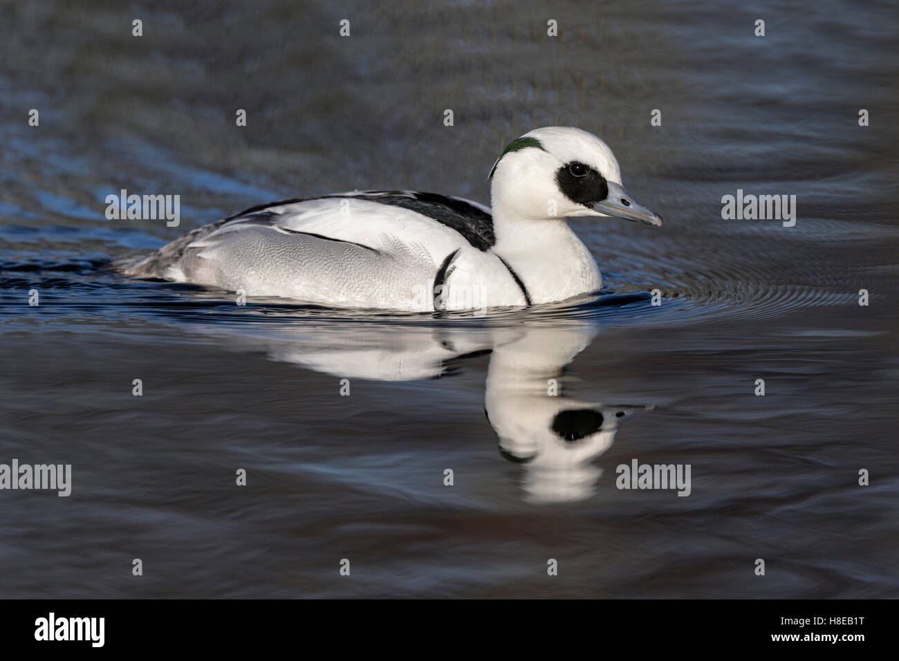 Smew Drake Swimming High Resolution Stock Photography and Images - Alamy
