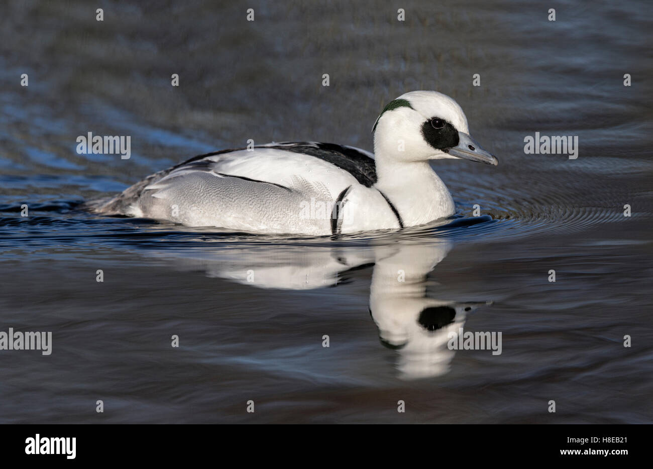 Smew - male Stock Photo - Alamy