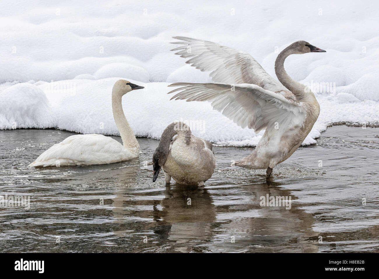 Swan flap hi-res stock photography and images - Alamy