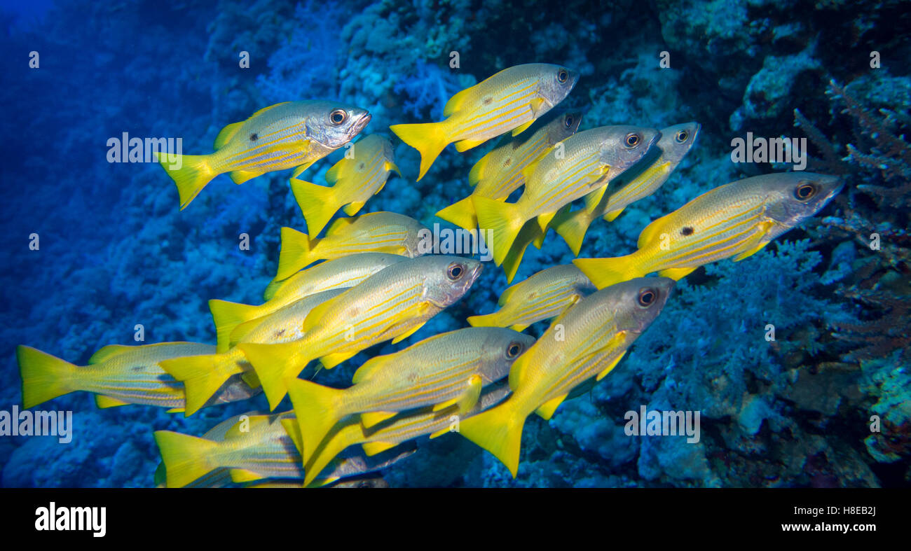 School tropical snappers fish in hi-res stock photography and images ...