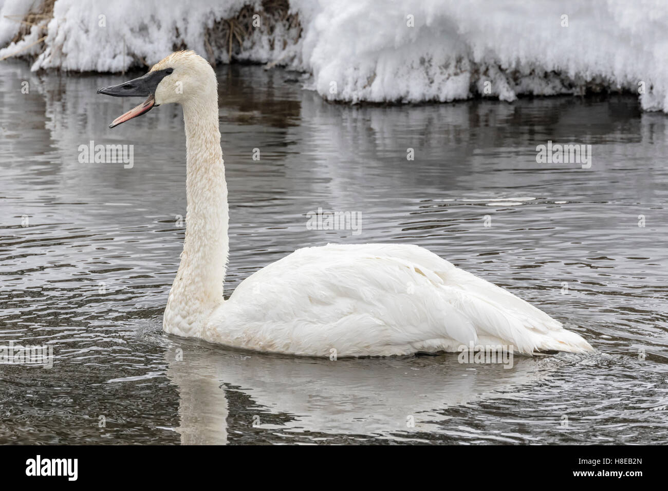 Adult trumpeter swan cygnus hi-res stock photography and images - Alamy