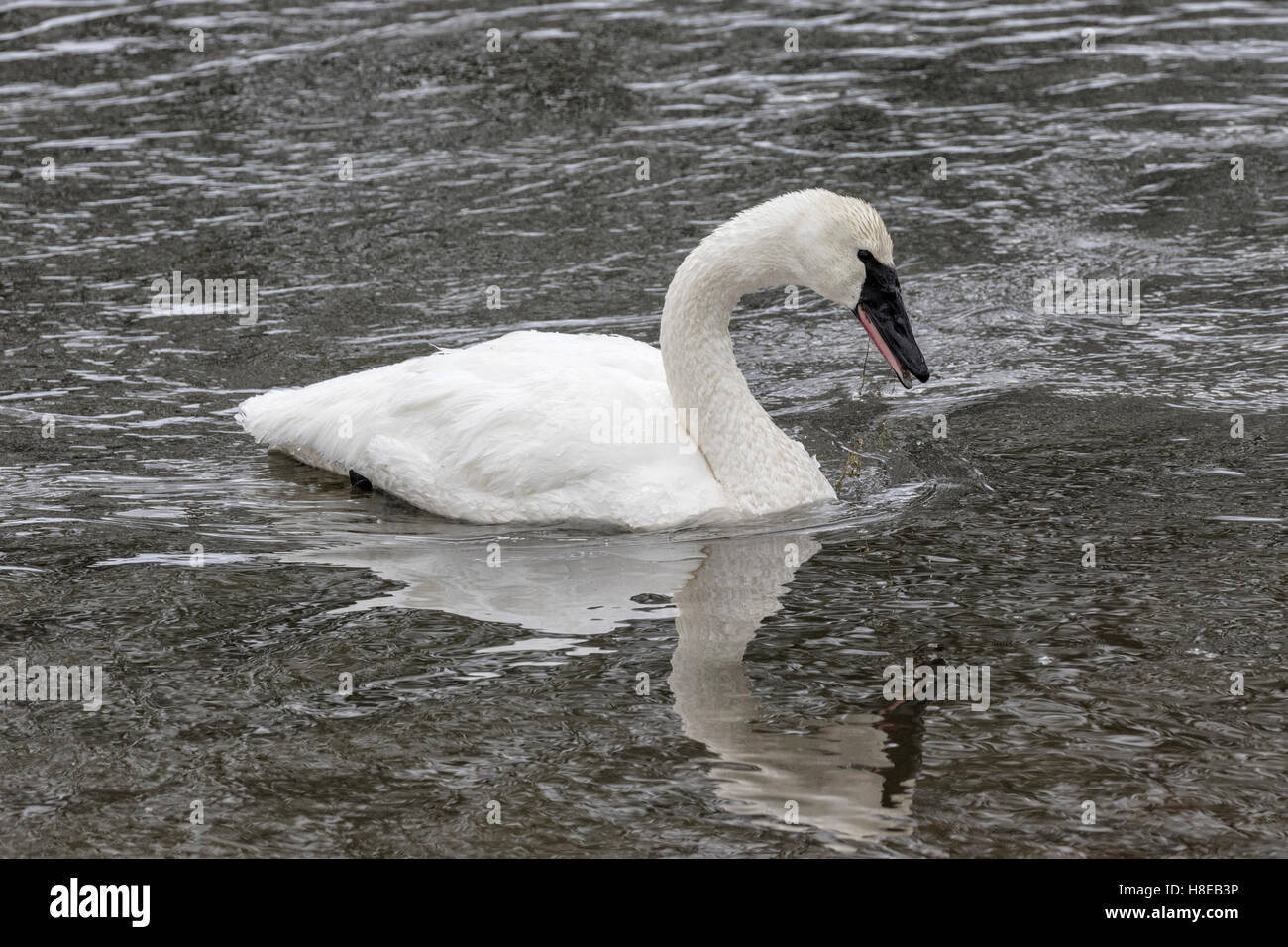 Trumpeter swan plumage hi-res stock photography and images - Alamy
