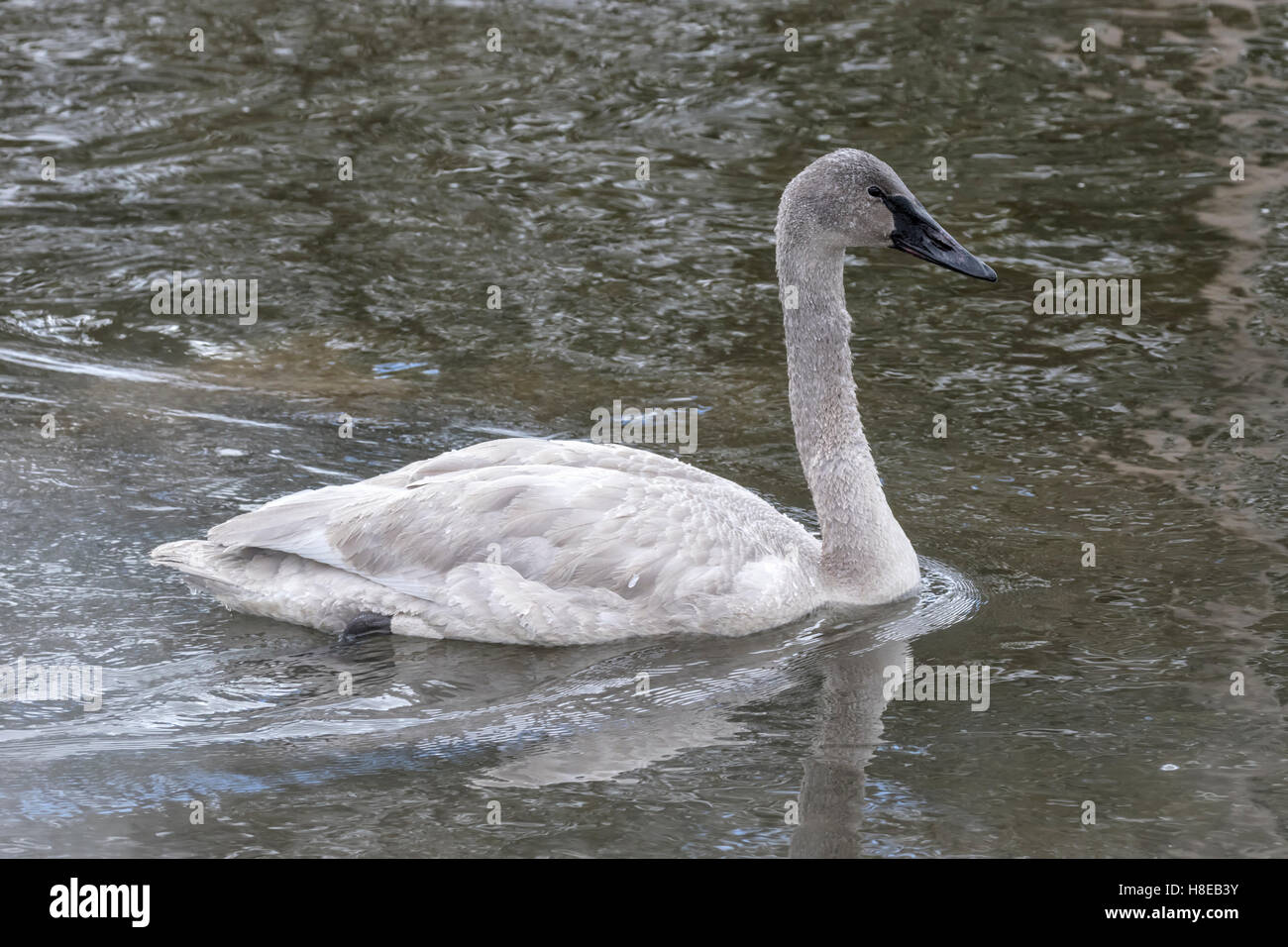 Trumpeter swan plumage hi-res stock photography and images - Alamy